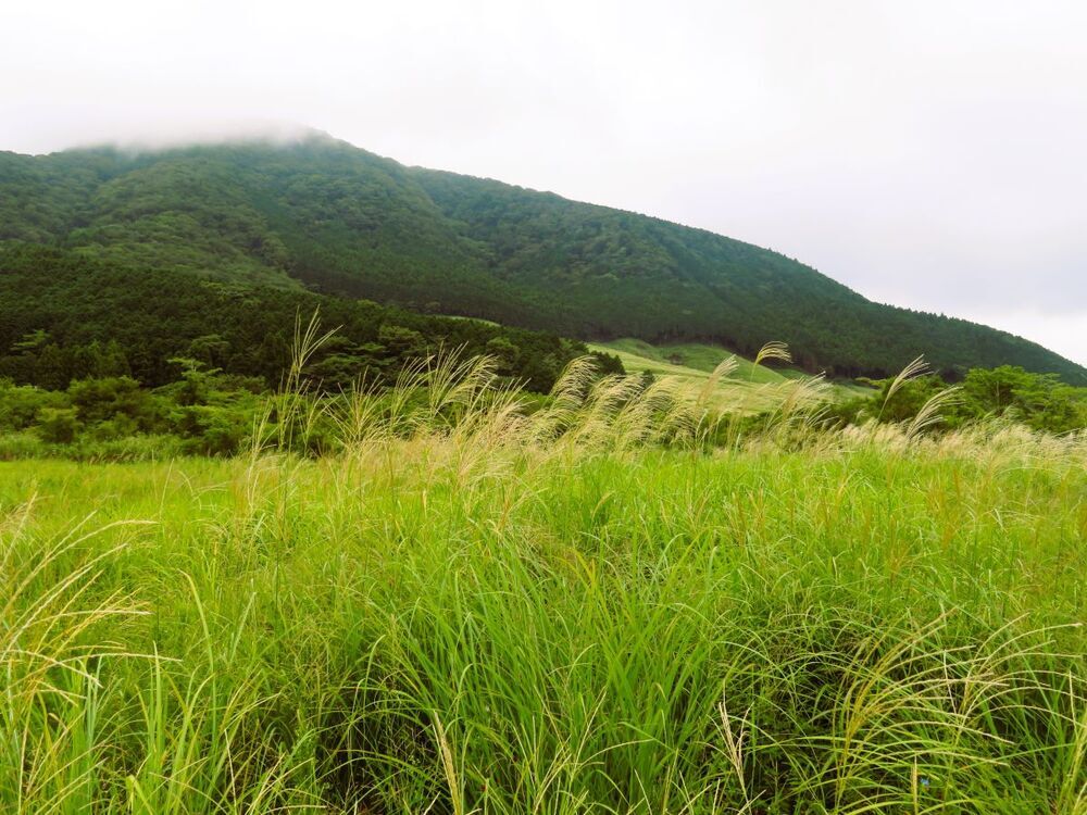 9月12日（金）箱根町立「湿性花園」へ: 続々・たそがれ日記 ―残日録―